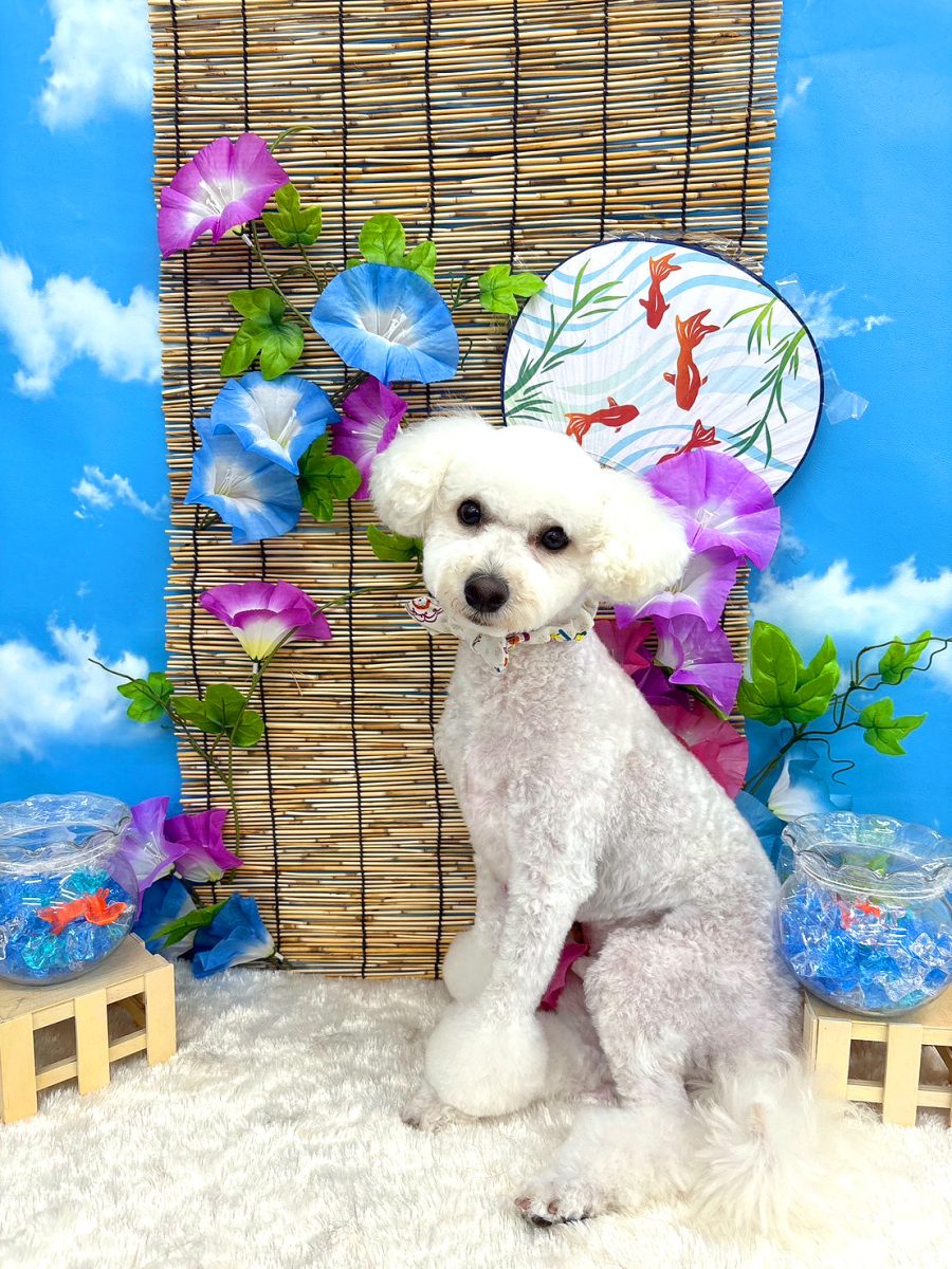 初めてご来店 マルプー あてくん PV動画あり – トリミングスタジオMOMOログ