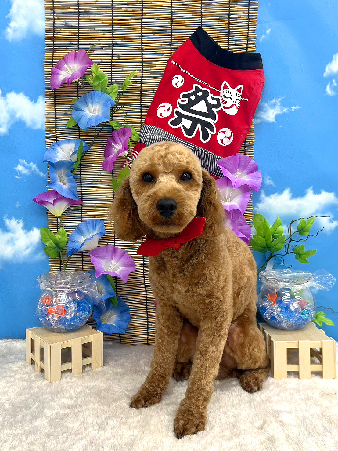 トイプードル ソースケくん – トリミングスタジオMOMOログ