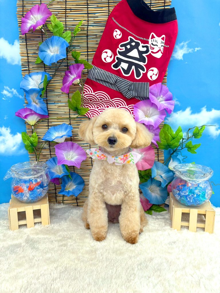トイプードル アディーちゃん – トリミングスタジオMOMOログ