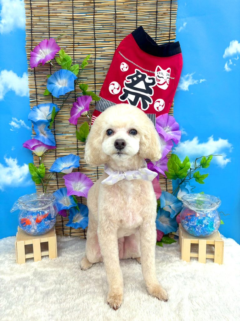 トイプードル バニラくん – トリミングスタジオMOMOログ