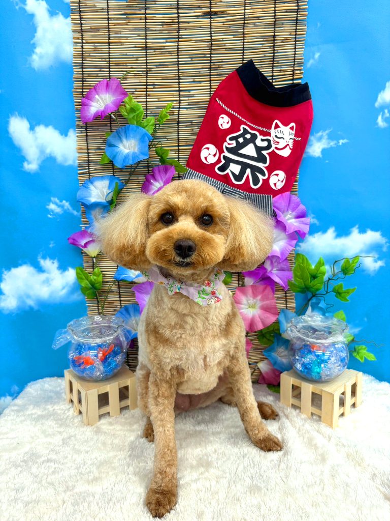 初めてご来店 トイプードル ももちゃん PV動画あり – トリミングスタジオMOMOログ