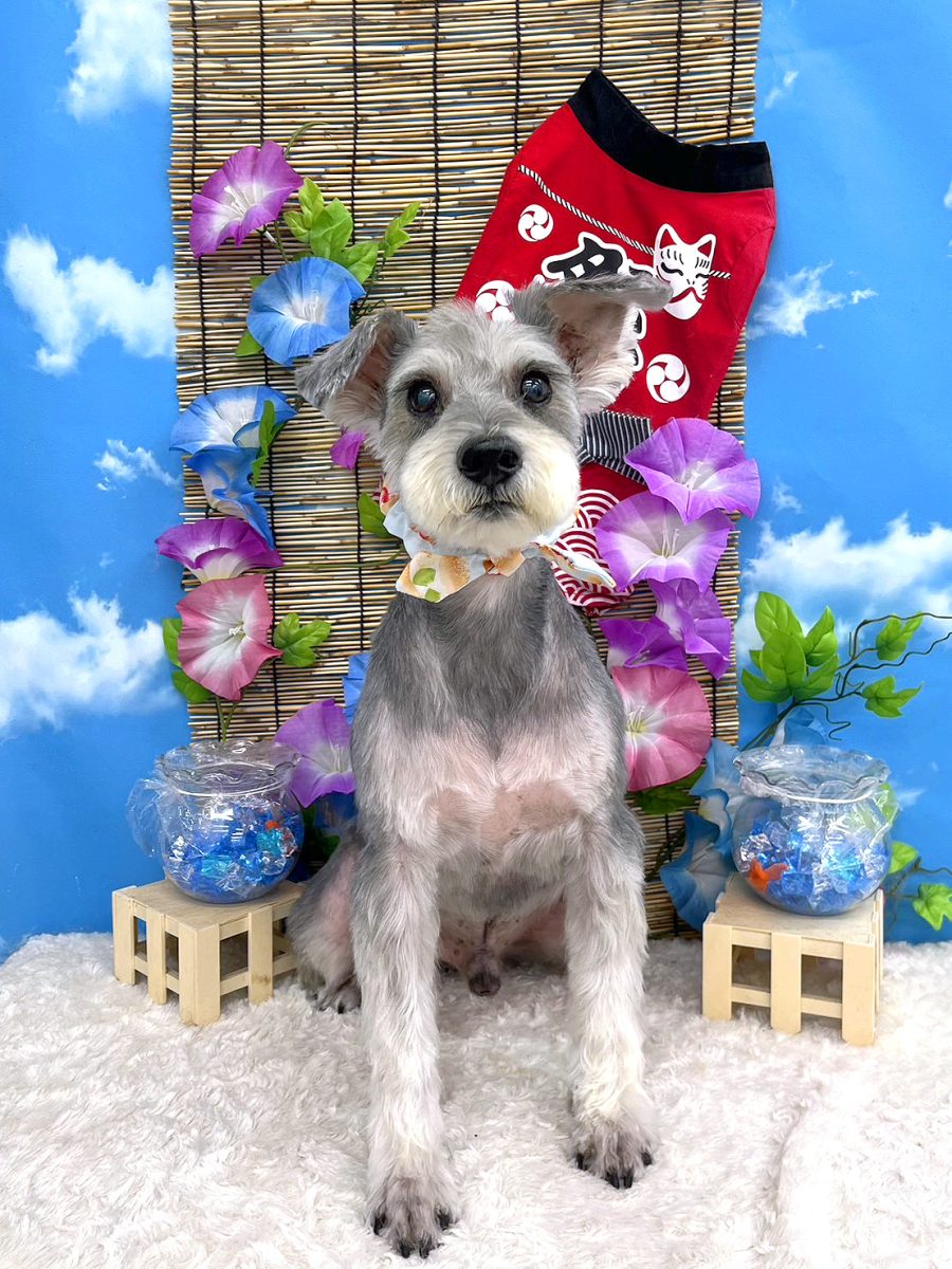 初めてご来店 ミニュチュアシュナウザー デビットくん PV動画あり – トリミングスタジオMOMOログ