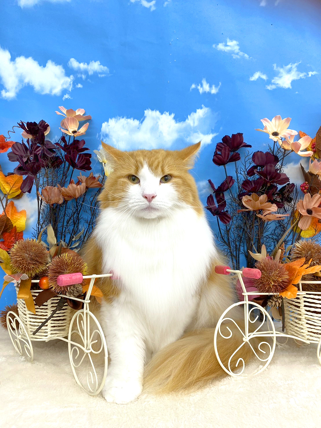 ねこ ノルウェージャンフォレスト たま吉くん – トリミングスタジオMOMOログ